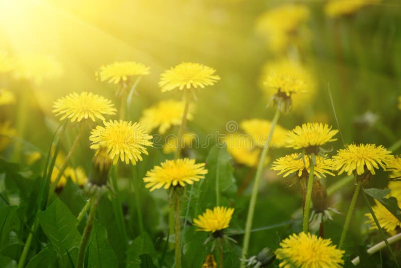 Dandelion spring flower stock image. Image of natural - 92888043