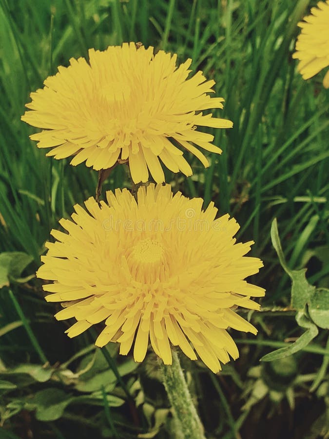 Bee on Dandelion in Spring - Maramures Stock Image - Image of baby ...