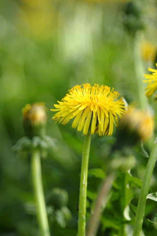 Dandelion stock photo. Image of lawn, nature, bloom, dandelion - 41765634