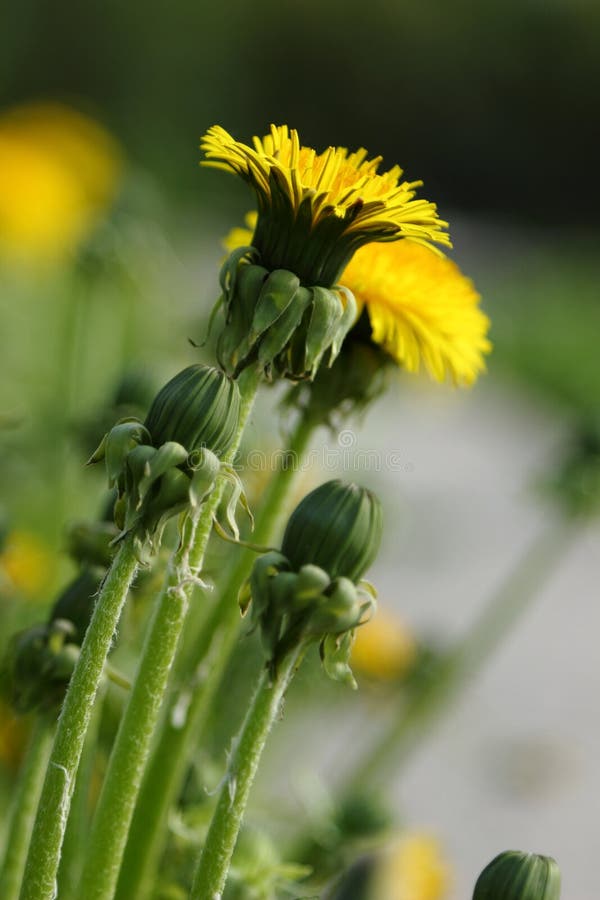 Dandelion stock image. Image of natural, fresh, flora - 41765643