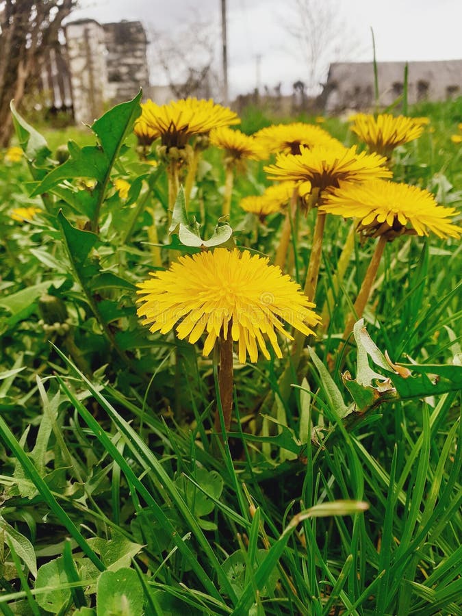 Dandelion in the Spring in Iceland Stock Image - Image of gult, garden ...