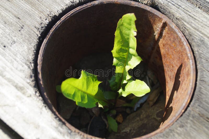 Dandelion Sprout in the Sun Makes Its Way through the Boards and Stones ...