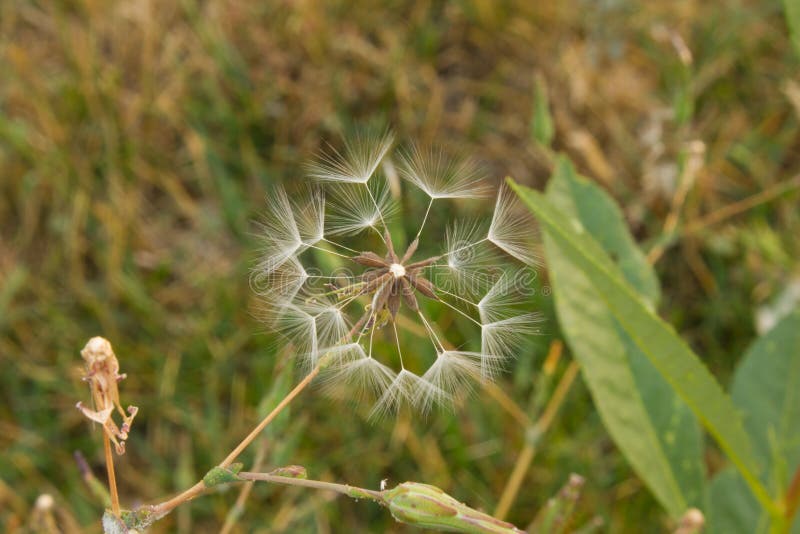 Dandelion Star stock image. Image of white, octagon - 102838851