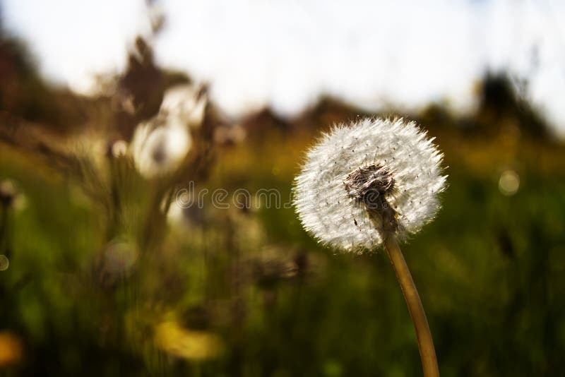 Dandelion in the sun stock image. Image of growth, breeze - 14873673