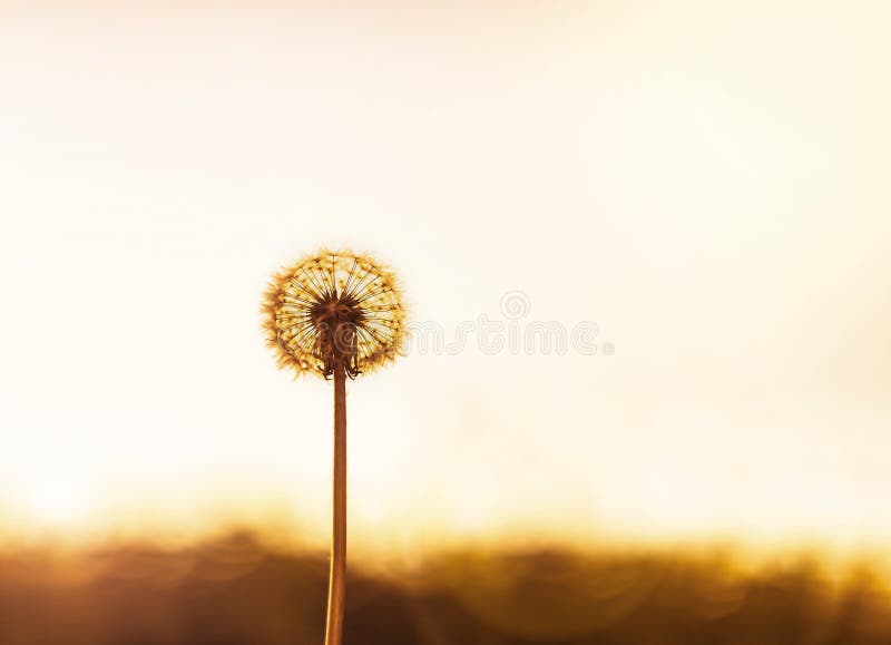 Close Up of a Beautiful Common Dandelion on Sunset Background Stock ...