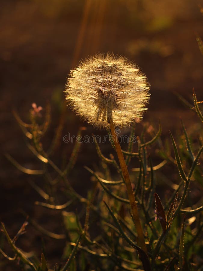 Dandelion in the sun stock photo. Image of ð»ðµñ‚o, wildflower - 248778892