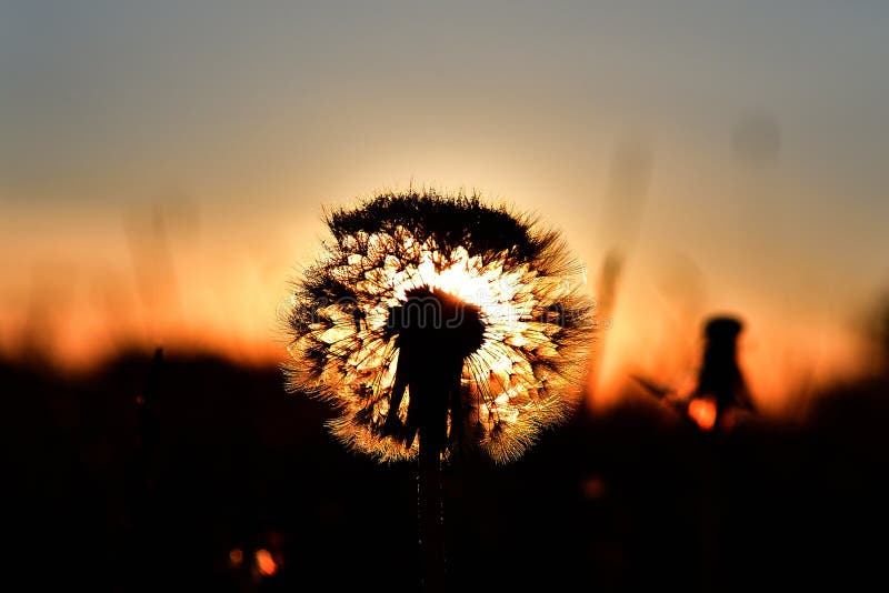 Dandelion and the sun stock image. Image of morning - 222076011