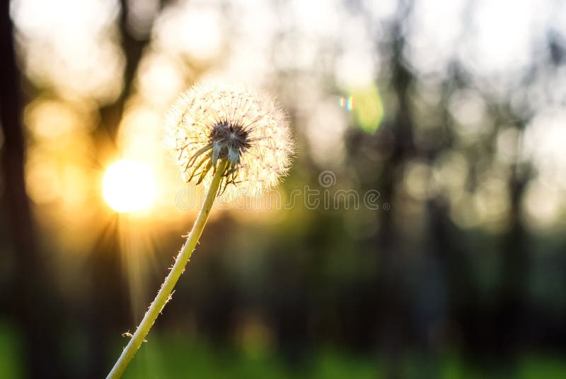Dandelion in the Sun at Sunset Stock Image - Image of gardening ...