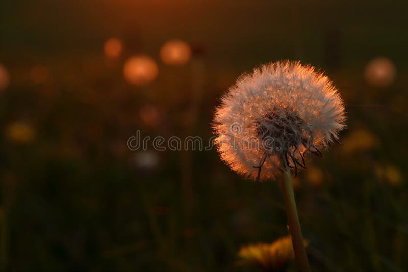 Dandelion at sunset stock image. Image of abstract, frail - 178544489