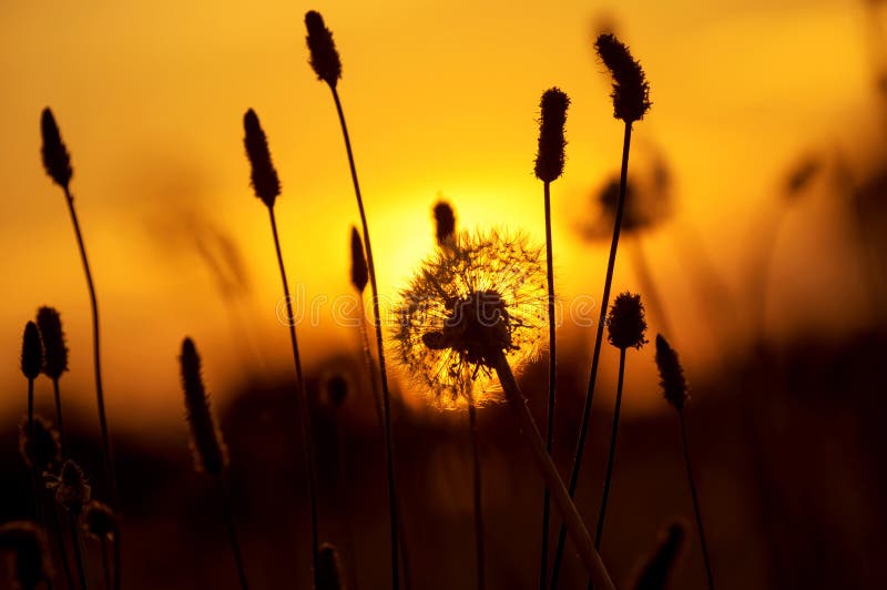 Dandelion in the sunset stock image. Image of landscape - 77504207