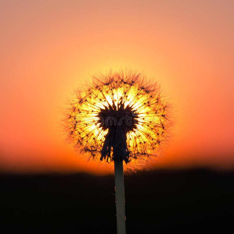 Dandelion at sunset stock image. Image of seasonal, floral - 53498923