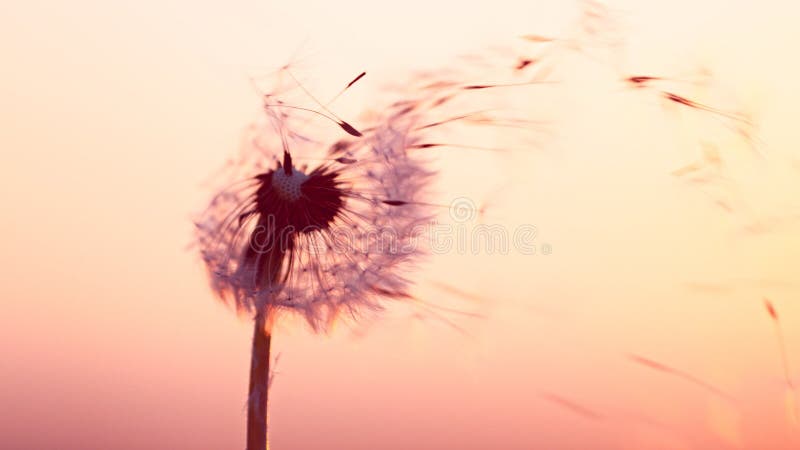 Dandelion in Sunset with Flying Seeds Stock Image - Image of growth ...