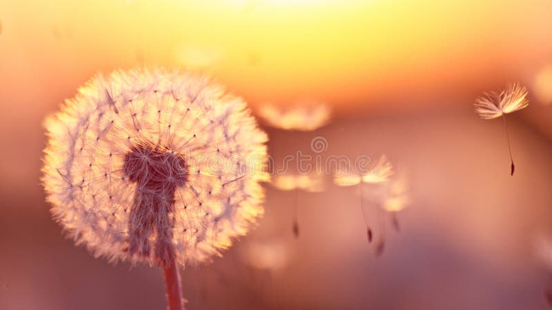 Dandelion in Sunset with Flying Seeds Stock Illustration - Illustration ...
