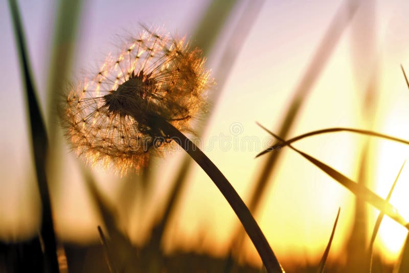 Dandelion sunset stock image. Image of summer, botany - 74202247