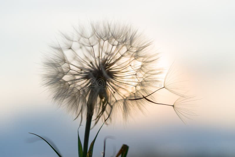 Dandelion in the sunset stock photo. Image of flying - 59923382