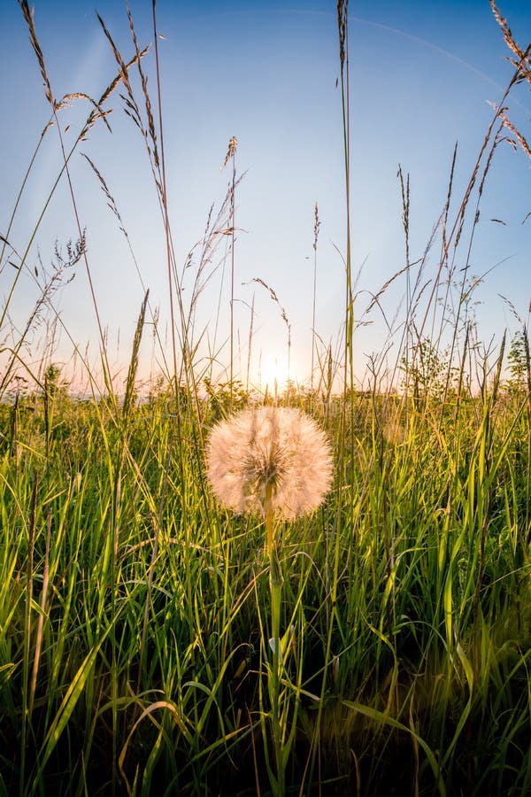 Dandelion in tall grass. stock image. Image of flora - 100142447