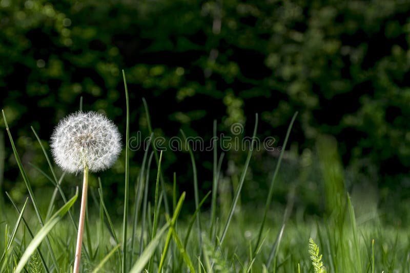 Colorful Dandelions in the Wind Stock Vector - Illustration of ...