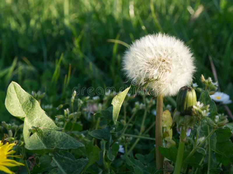Dandelion or Taraxacum Pappus in Spring Stock Image - Image of ...