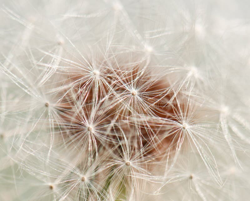 Dandelion texture stock photo. Image of dandelion, stem - 41444498