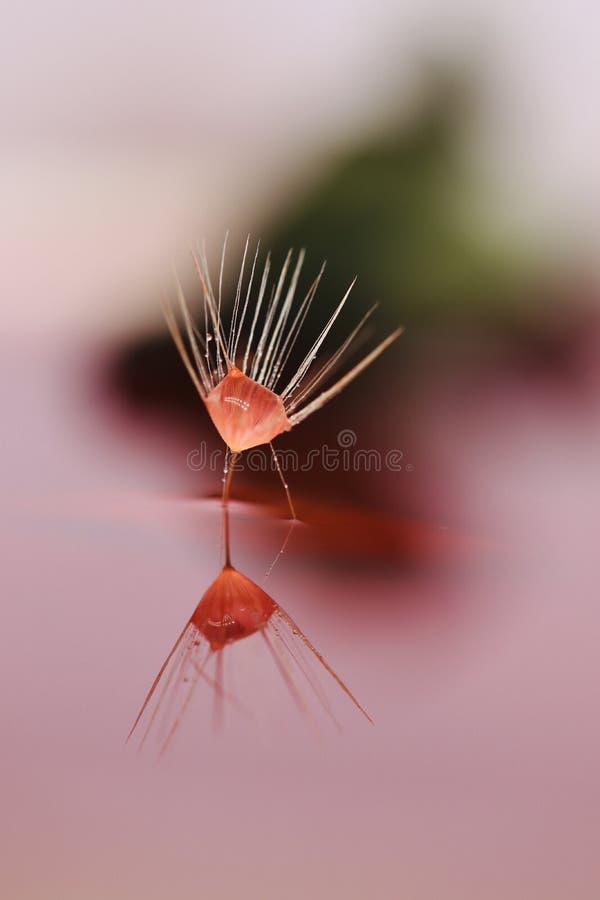 Dandelion Thread of Dandelion Clocks and Water Drops Stock Image ...
