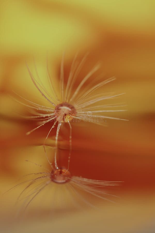 Dandelion Thread of Dandelion Clocks and Water Drops Stock Image ...