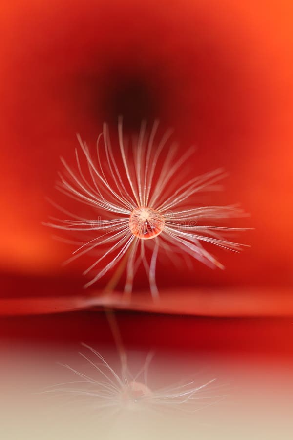 Dandelion Thread of Dandelion Clocks and Water Drops Stock Image ...