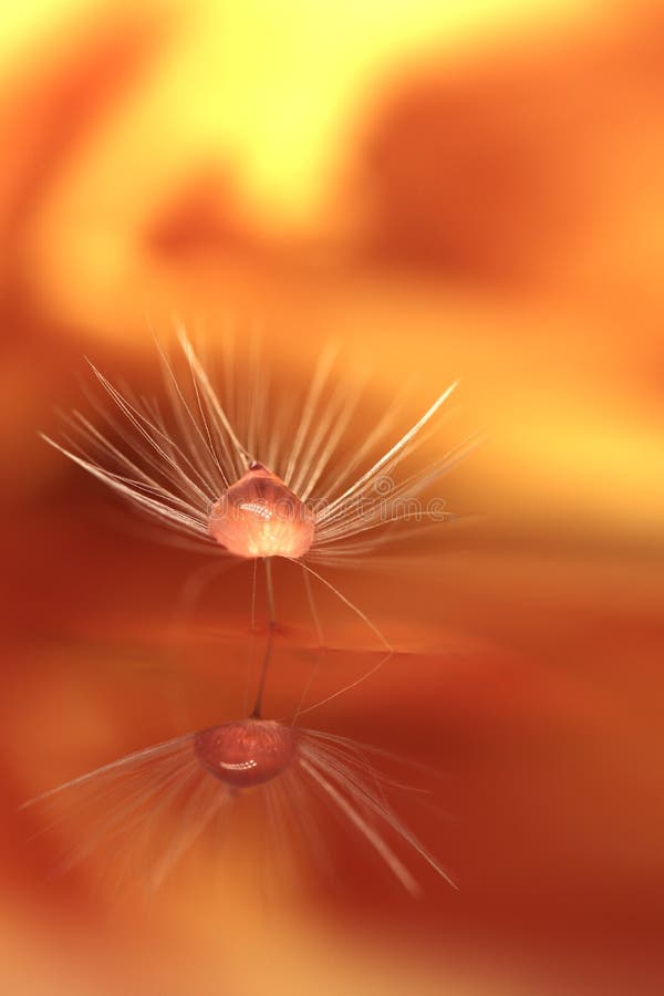 Dandelion Thread of Dandelion Clocks and Water Drops Stock Photo ...