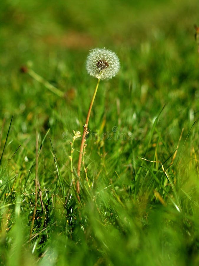 Dandelion thread stock photo. Image of green, dandelion - 83092402