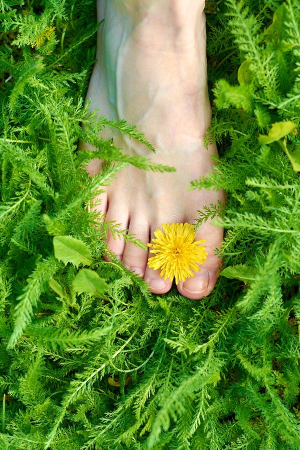 Dandelion between the toes stock image. Image of leisure - 54725743