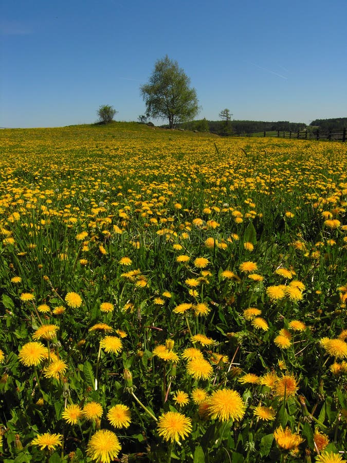 Dandelion and tree stock photo. Image of blue, flowers - 2376524