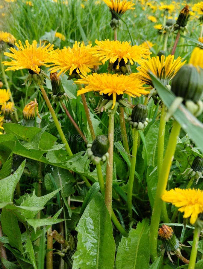 A Meadow Full of Dandelions. Dandelion is a Medicinal Herb, it Helps ...
