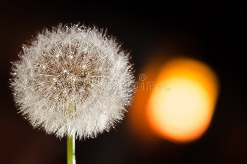 Dandelion stock image. Image of multicolor, distinct - 35060517