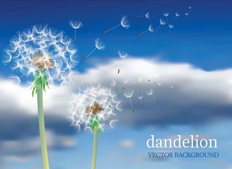 Dandelion fly stock vector. Illustration of nature, biology - 20362784