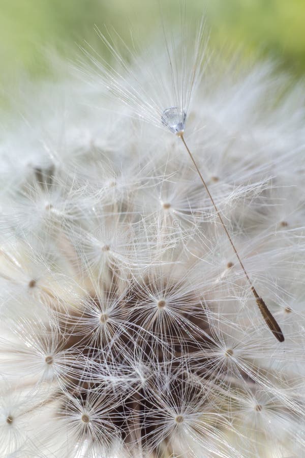 Dandelion with water drops stock photo. Image of wild - 120703590