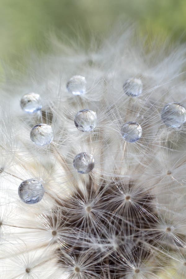 Dandelion with water drops stock photo. Image of water - 120703586