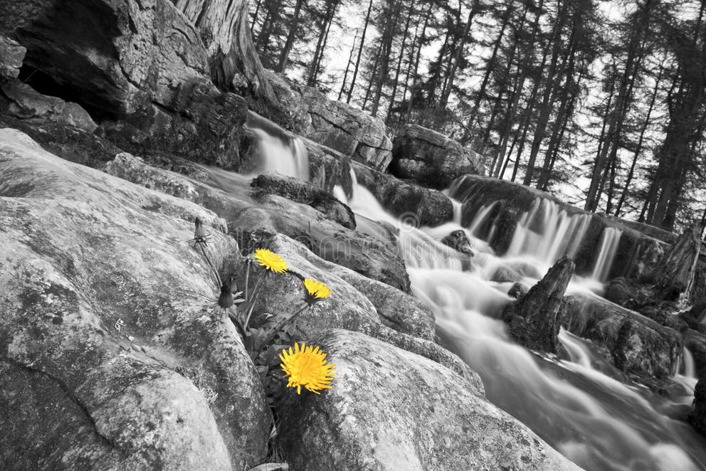 Dandelion and waterfall stock image. Image of leaf, float - 19187899