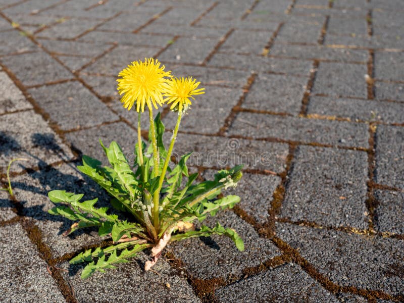 Dandelion Weed Control on a Patio Stock Photo - Image of leaf ...