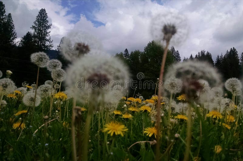 Dandelion wish stock photo. Image of dandelion, endless - 74872690