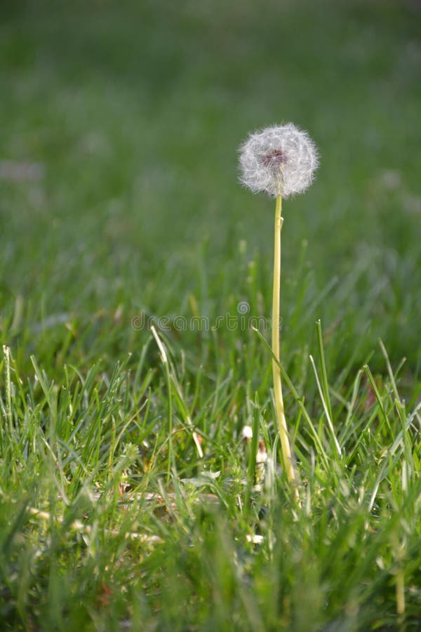 Dandelion wishes stock photo. Image of change, meadow - 45042280