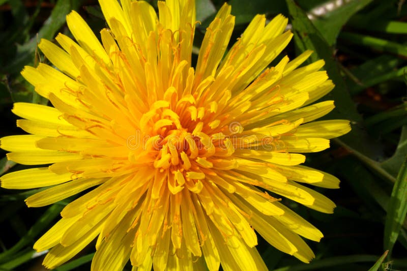 Dandelion Yellow 02 stock photo. Image of outdoor, dandelion - 325870060