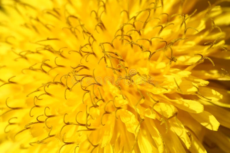 Dandelion stock photo. Image of yellow, close, color - 150478546