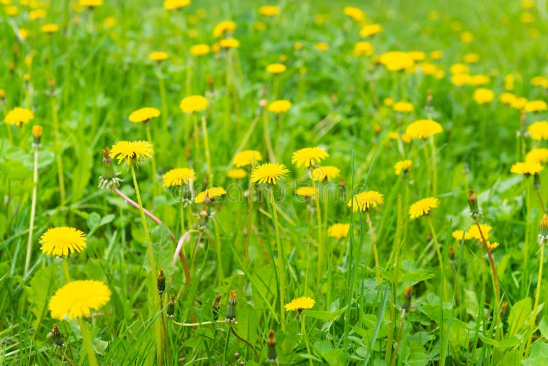 Dandelion Yellow Flowers Field Stock Photo - Image of petal, meadow ...
