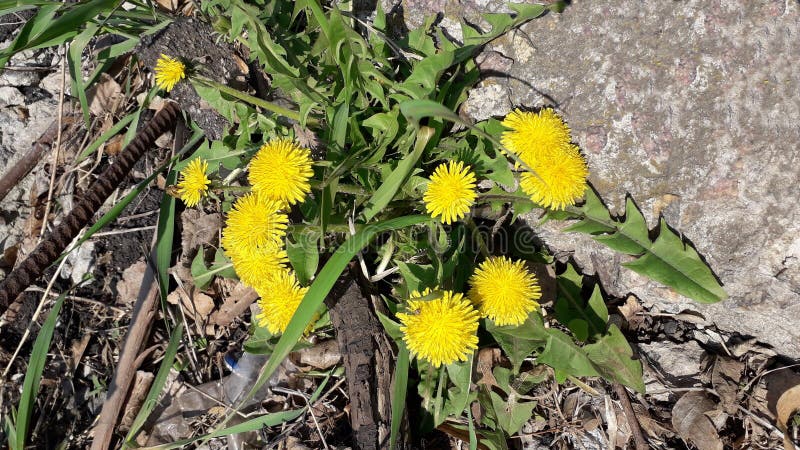 Dandelion. Yellow Spring Flowers Growing on Garbage through Concrete ...