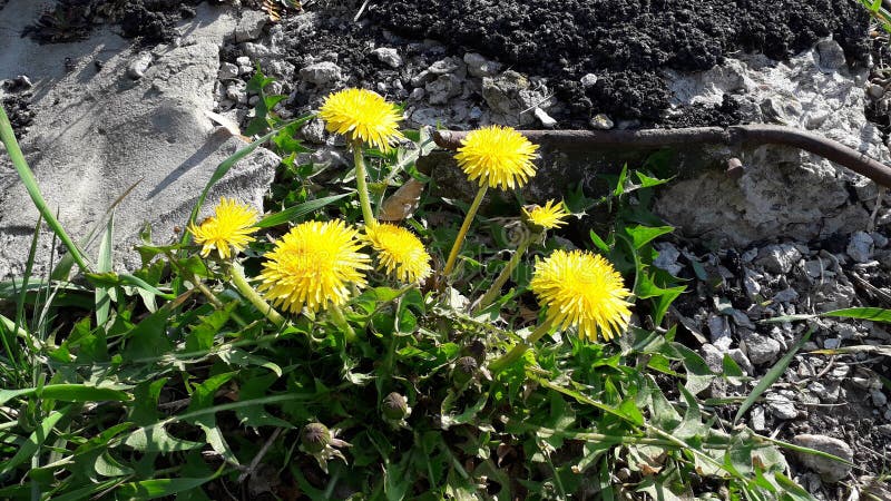 Dandelion. Yellow Spring Flowers Growing on Garbage through Concrete ...