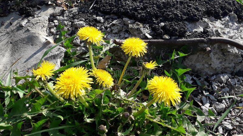 Dandelion. Yellow Spring Flowers Growing on Garbage through Concrete ...