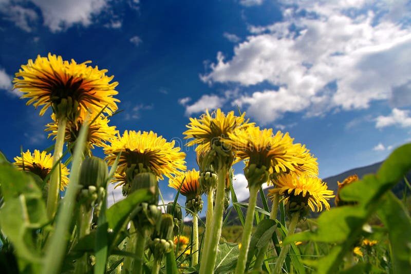 Summer dandelion field stock photo. Image of landscape - 5228928