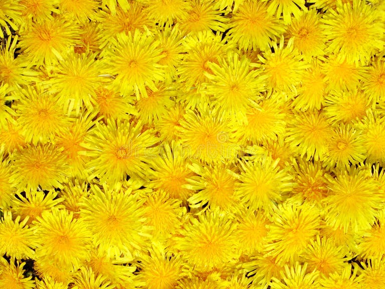 Dandelions stock photo. Image of fresh, abstract, colourful - 161992
