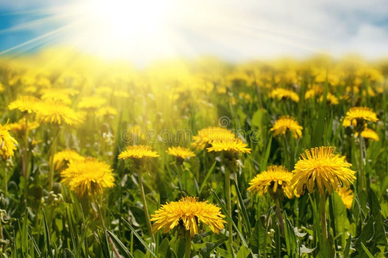 Dandelions stock photo. Image of dandelion, color, garden - 20751886