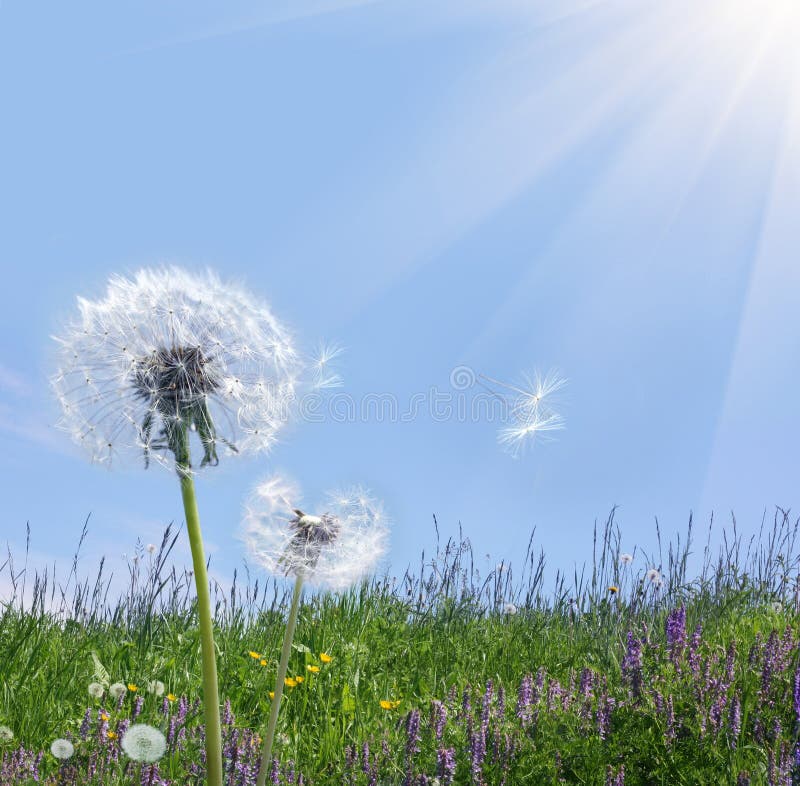 Dandelion field stock image. Image of field, closeup - 20024055