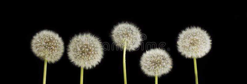 Dandelions. stock photo. Image of scene, outdoor, close - 23897802